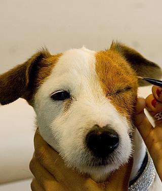 Así es 'Pancho', el perro de moda | La Rioja