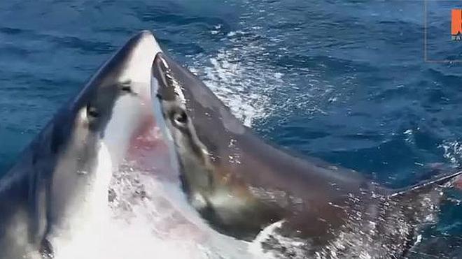 Impresionante pelea de dos tiburones | La Rioja